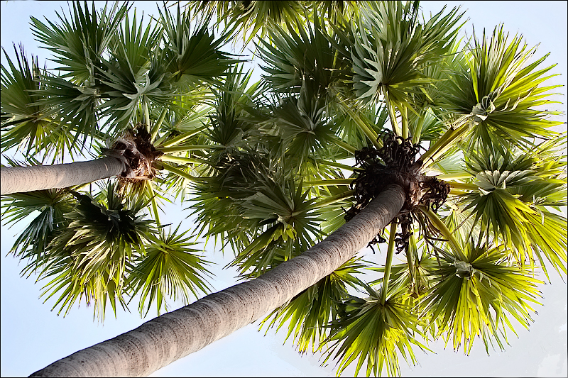 சென்னையில் 20 லட்சம் பனை மரங்கள் நட இலக்கு – Malaysiakini